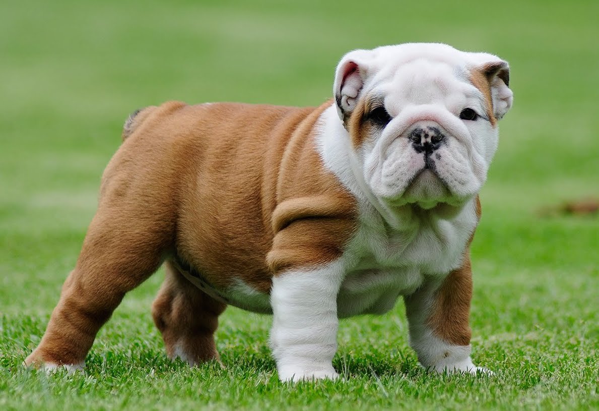 Angļu buldogs vai vienkārši Buldogs | Infozoo - suņu šķirnes